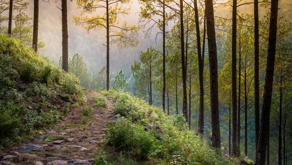 Pine Forest Bathing - Soulitude Retreat, Nainital